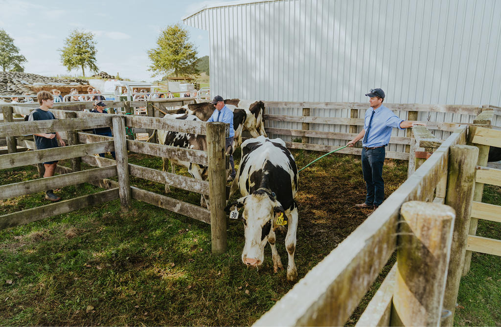 Dairy Herd Sales | PGG Wrightson